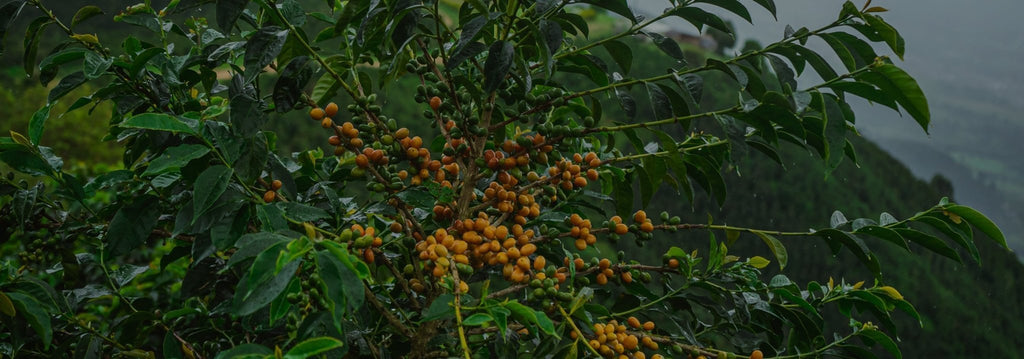 New Coffee Release: Colombia Monteblanco Pink Bourbon – Messenger Coffee